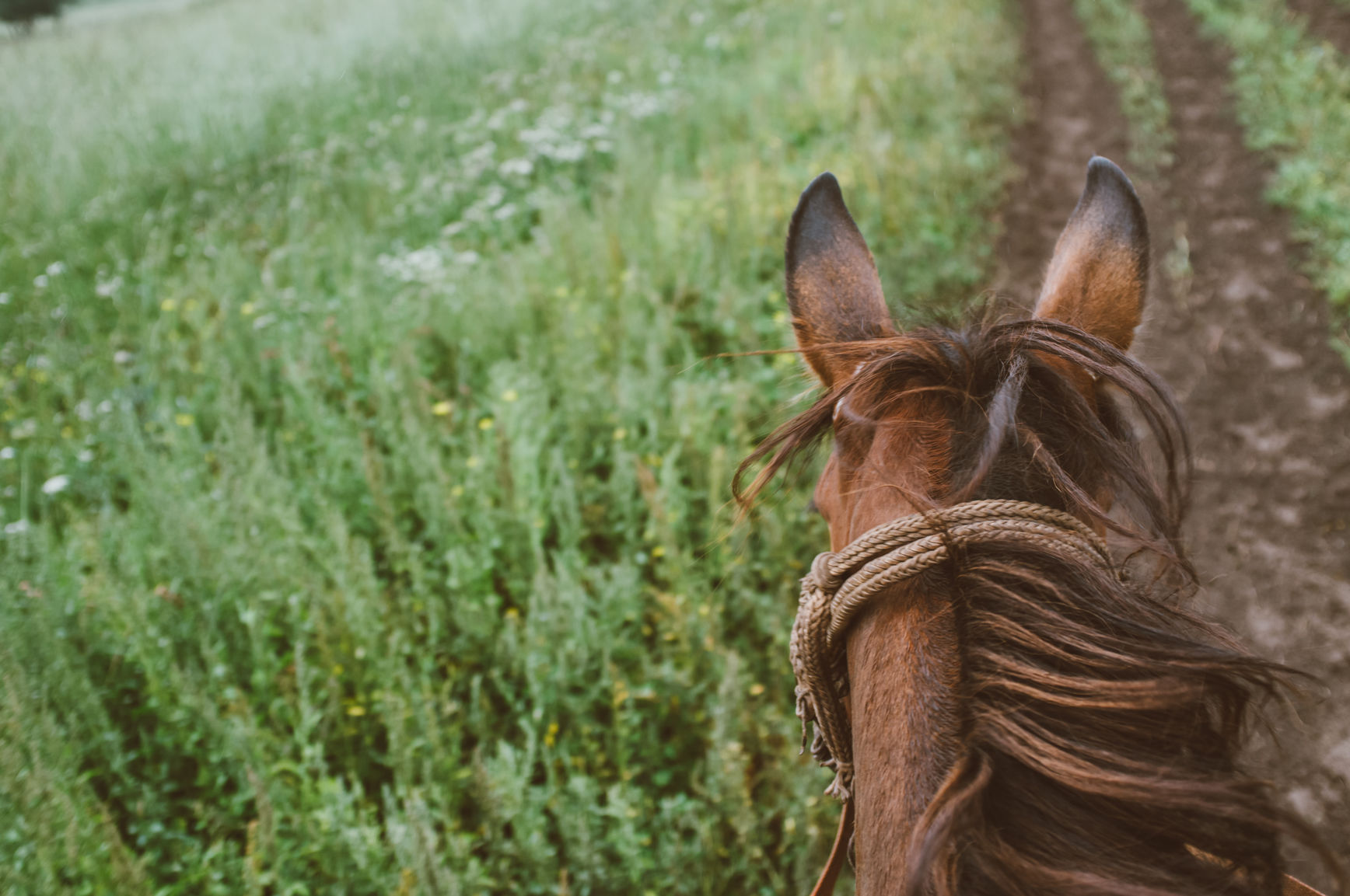 The QATO Foundation - what we support