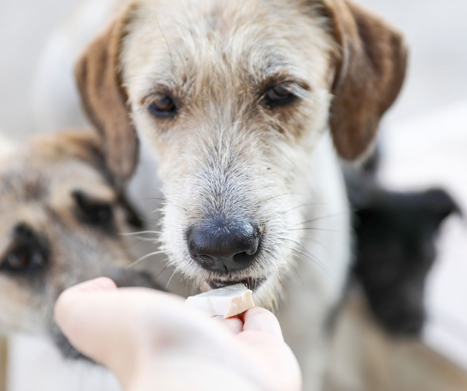 QATO Fondens Studielegat