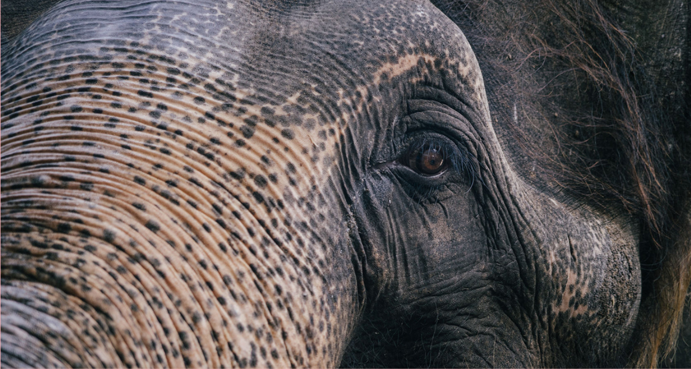 The QATO Foundation - what we support