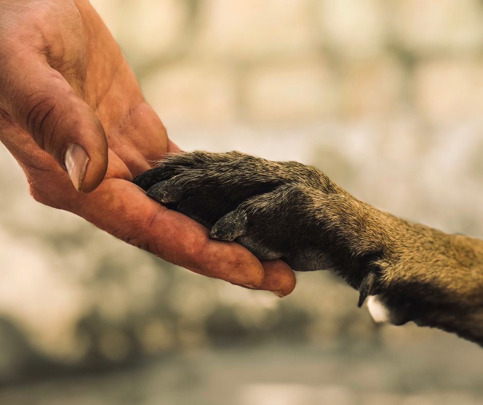 QATO Fondens Studielegat